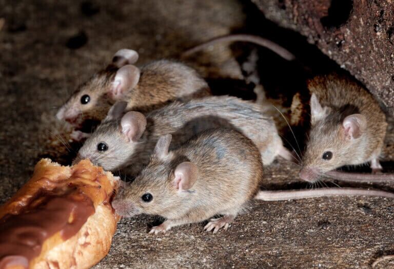 Mice and Rats Commonly Found in New England | Absolut Pest Control
